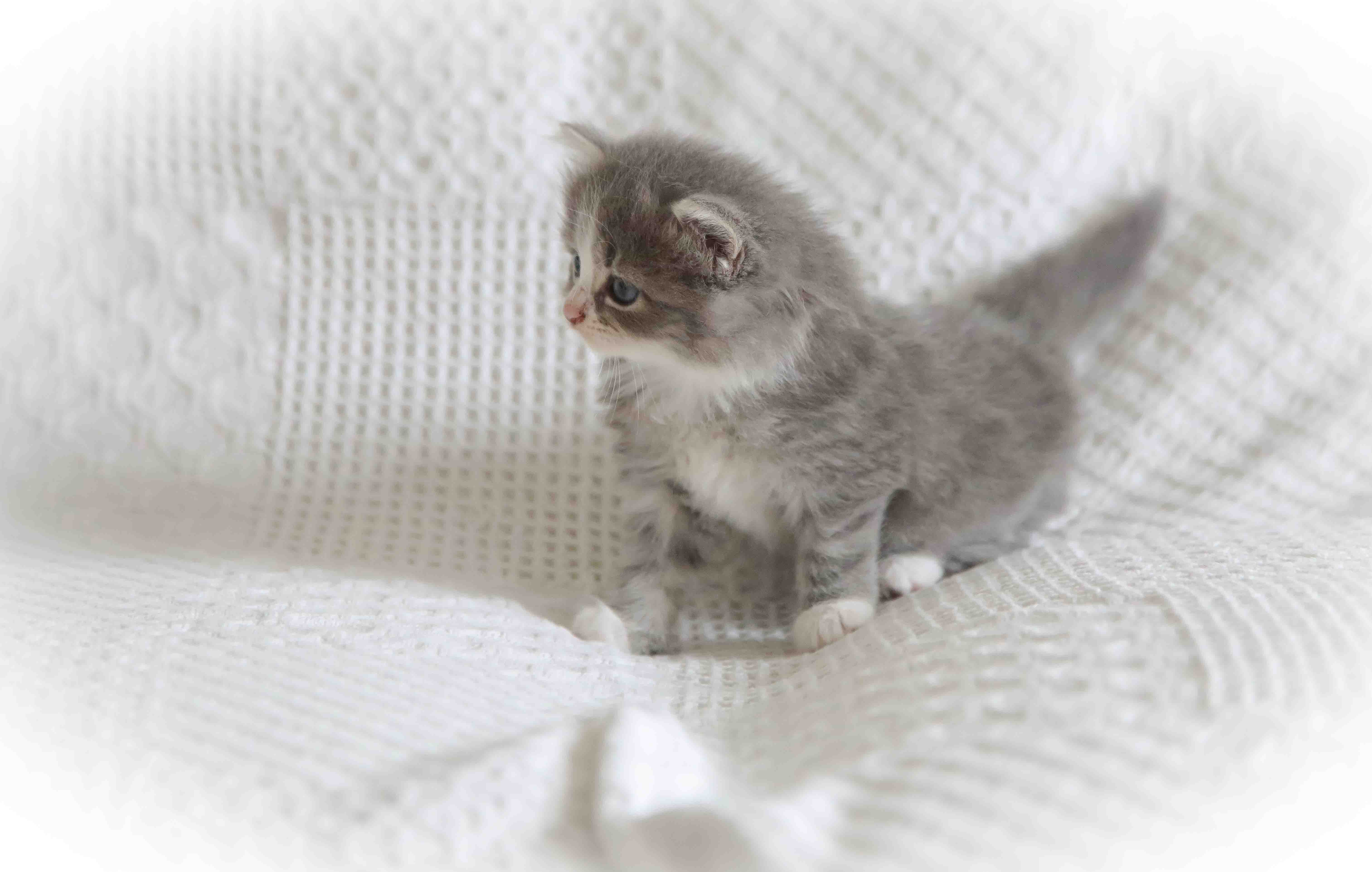 Windy Knoll Kittens – Lovely, Family Raised Kittens in the Beautiful ...