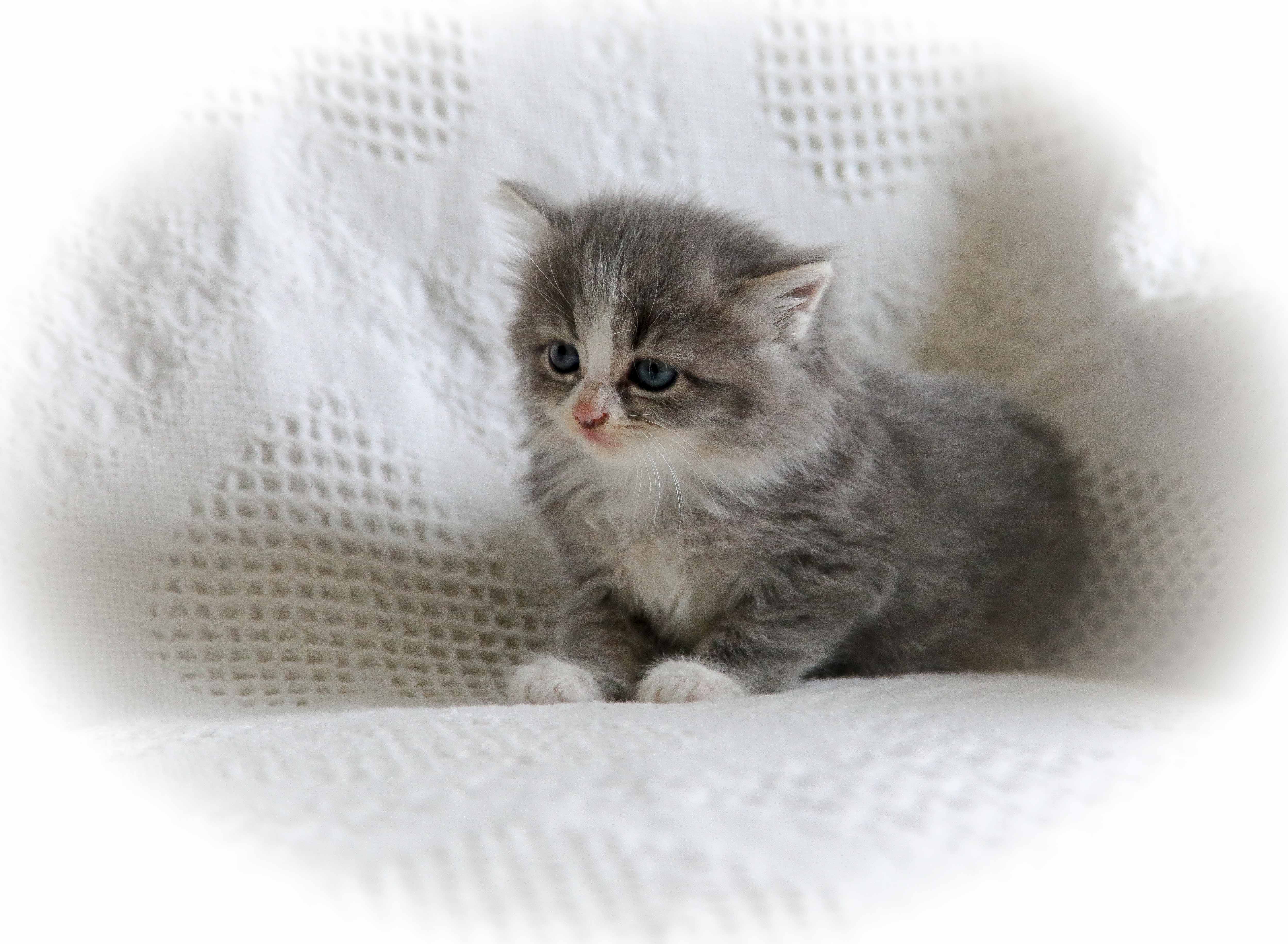 Windy Knoll Kittens – Lovely, Family Raised Kittens in the Beautiful ...
